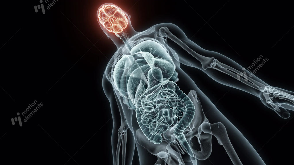 Brain Animation Gif