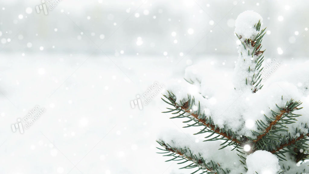 Snow Falling On Christmas Trees