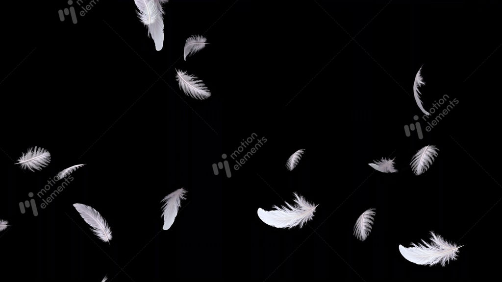 Feathers Gif
